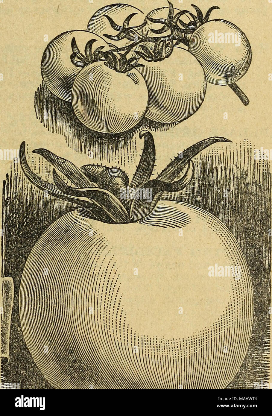 Annabil hi-res stock photography and images - Alamy