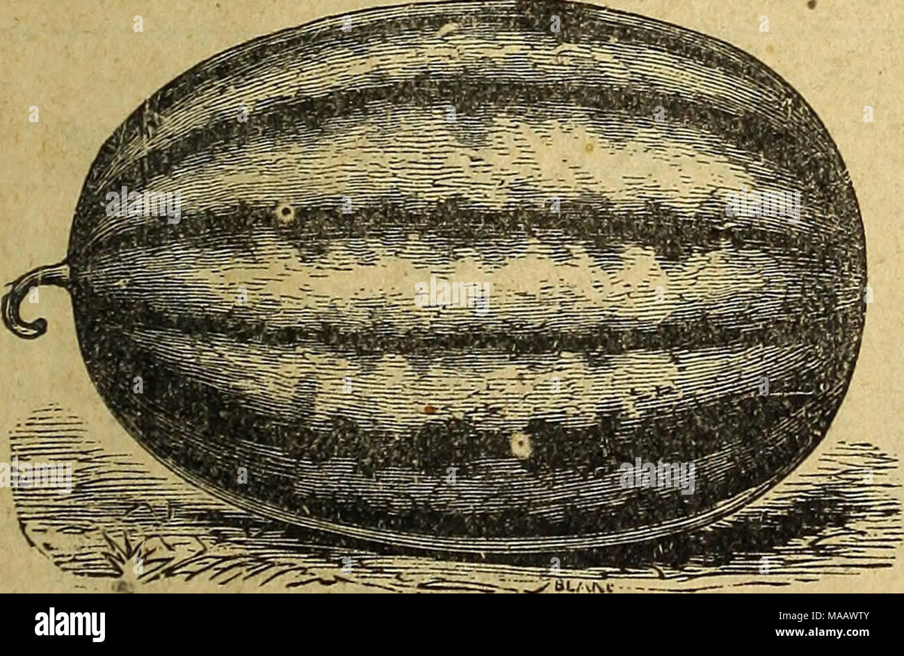 . E. Annabil & Co.'s seed annual . This distinct melon, is, witliout ...