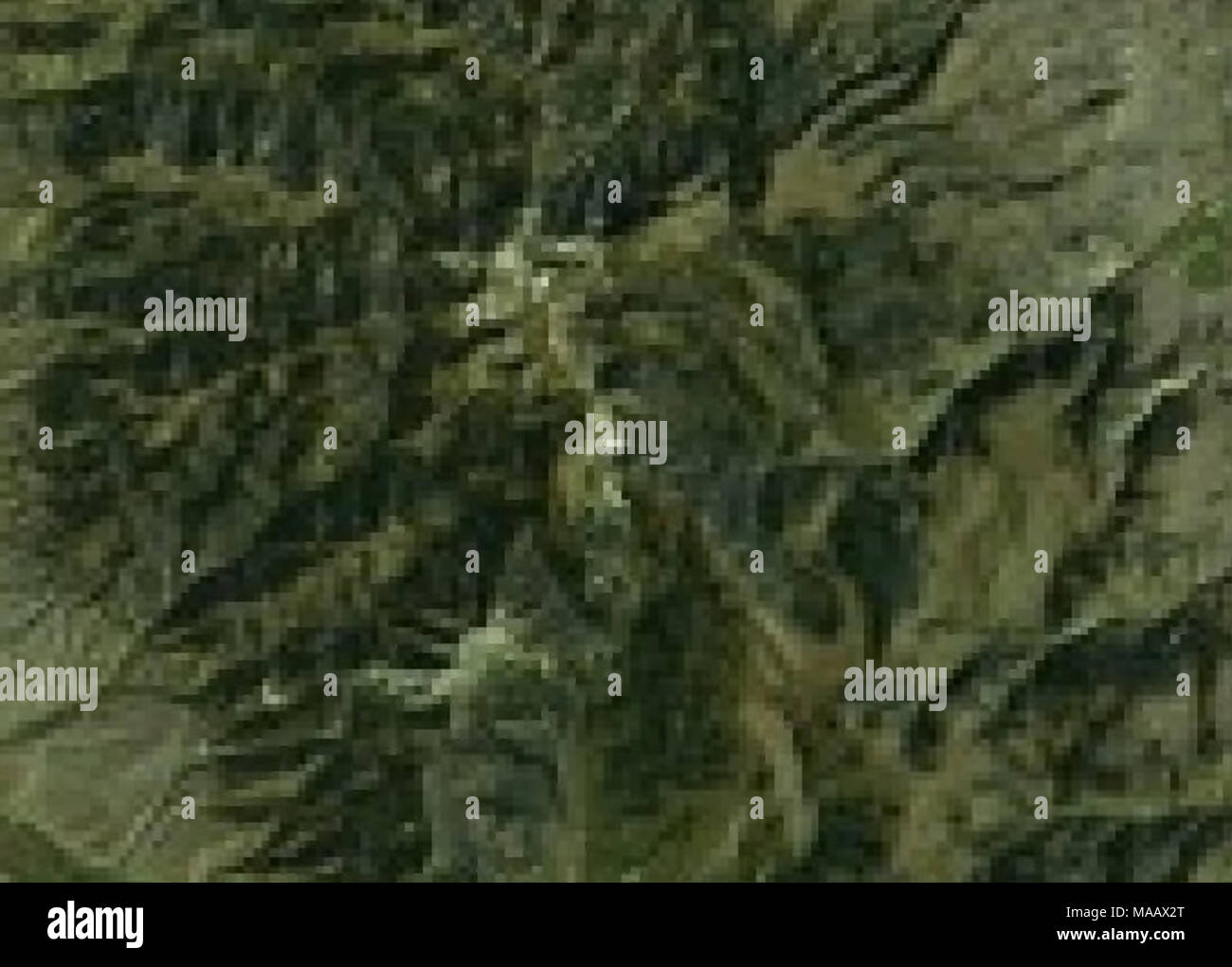 . Feasibility analysis of translocating western pearlshell mussels into ...