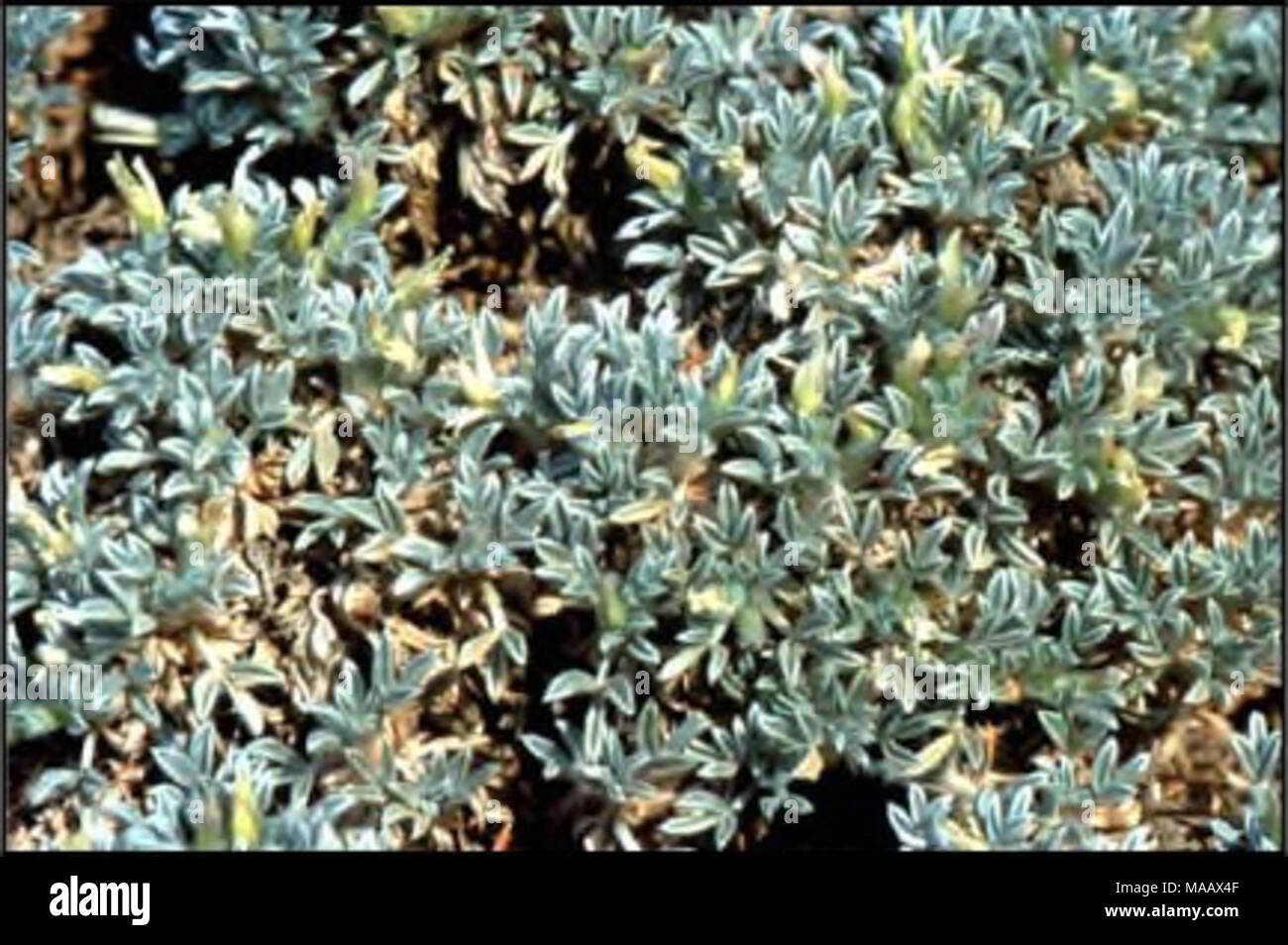 Silty clay hi-res stock photography and images - Alamy