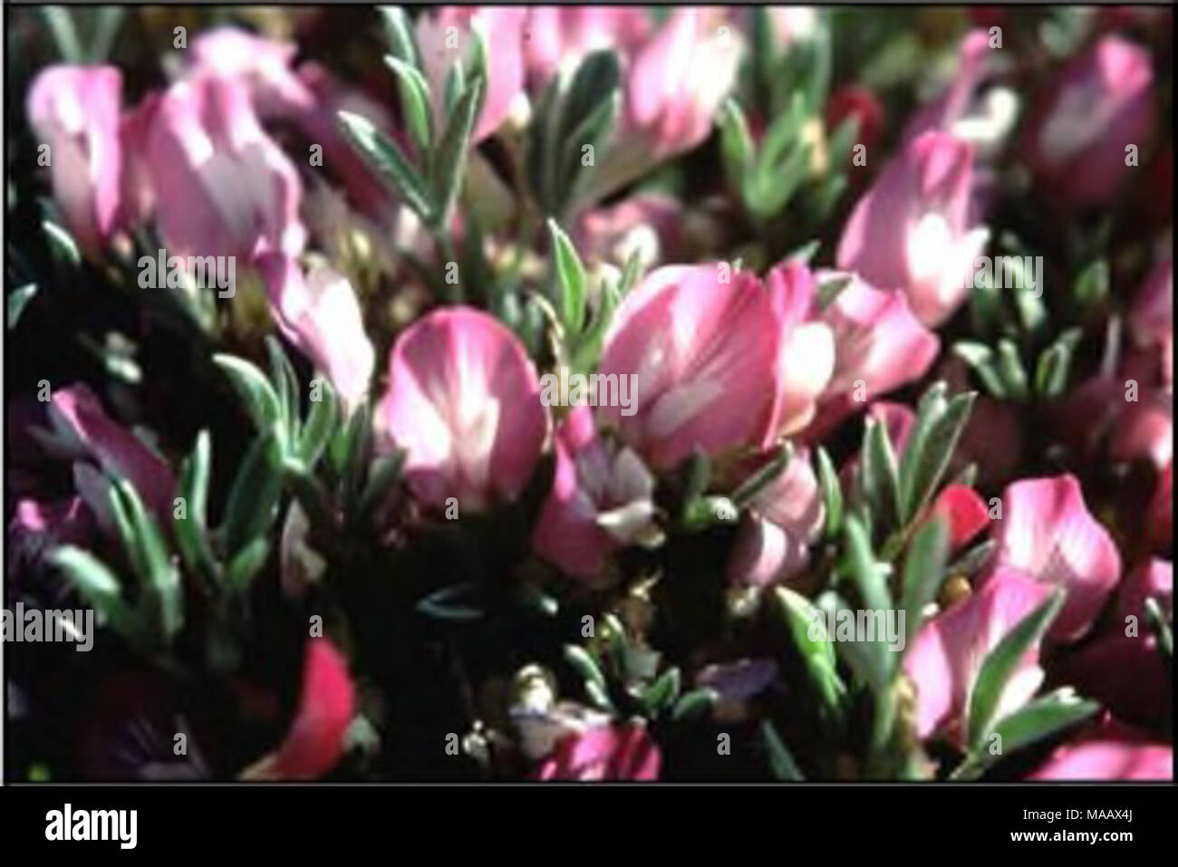 . Plant species of concern and plant associations of Powder River ...