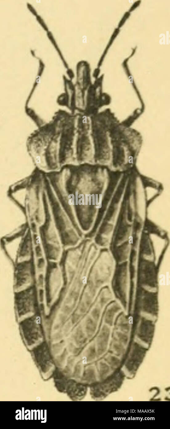 Aradidae hi-res stock photography and images - Alamy