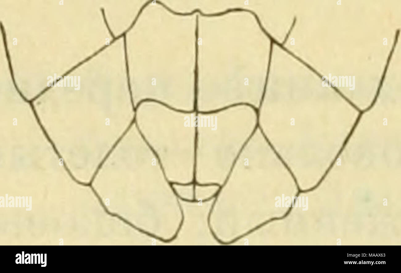 . Dysodiidae i Aradidae Stock Photo - Alamy