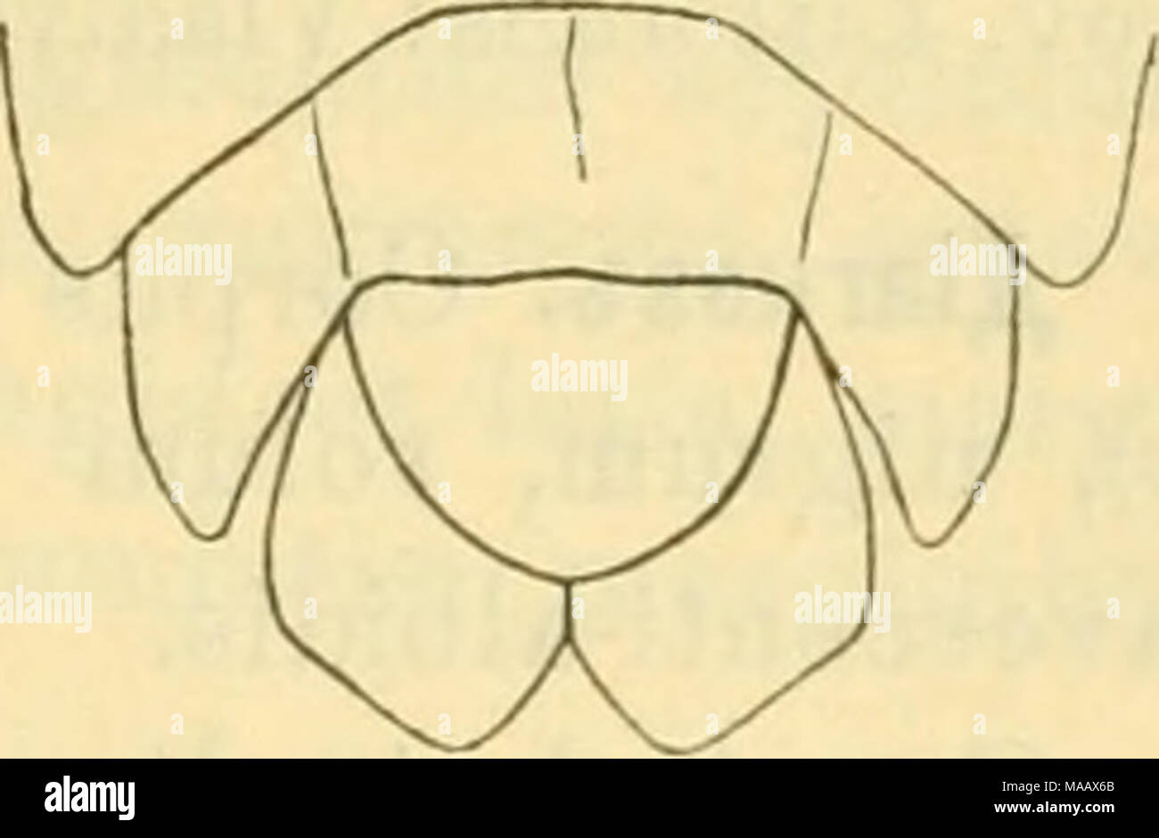 Aradidae hi-res stock photography and images - Alamy