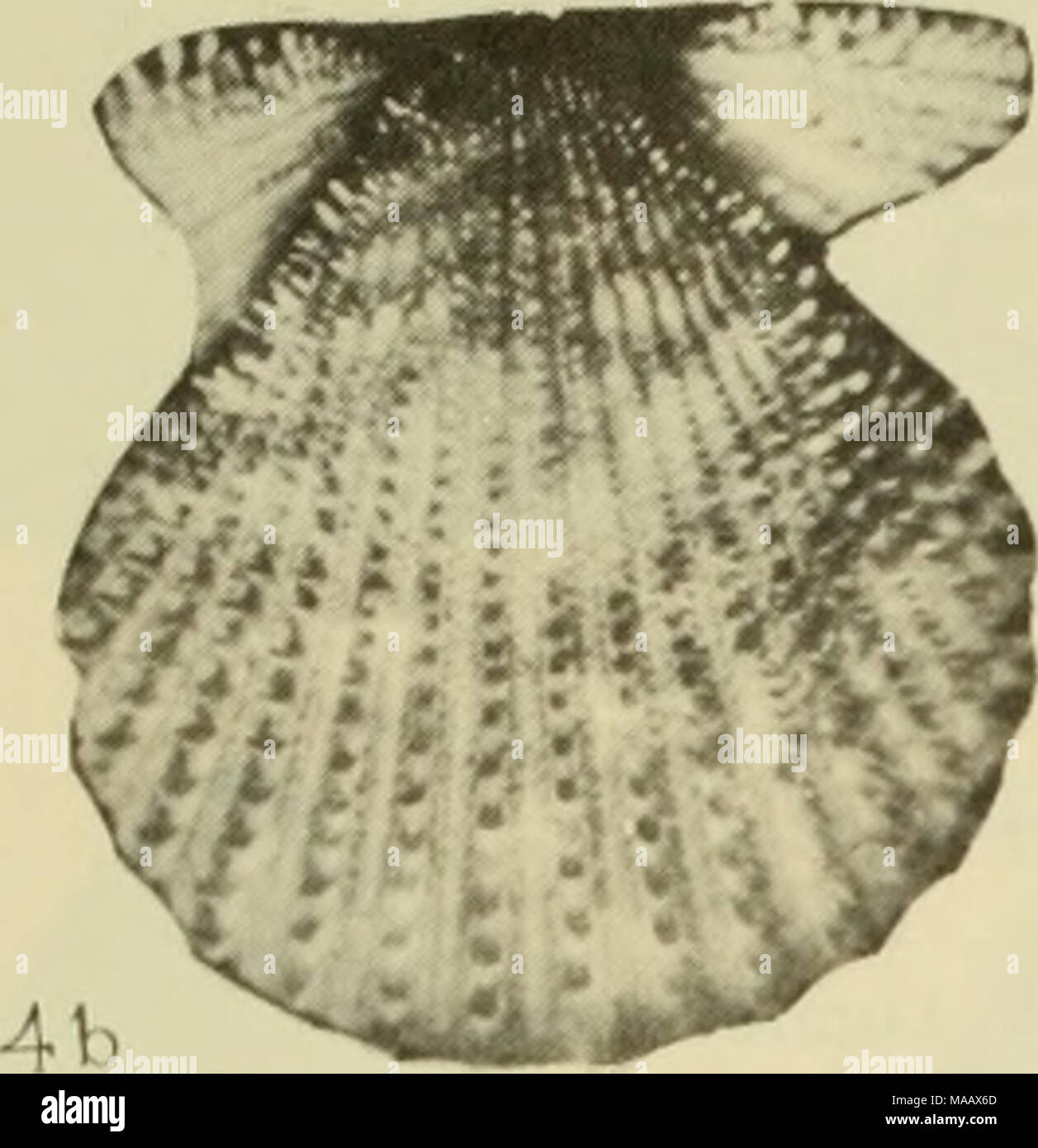 . East coast marine shells; descriptions of shore mollusks together ...