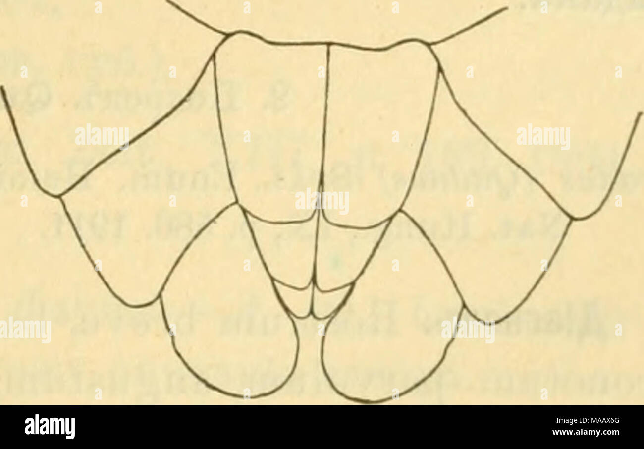 Aradidae hi-res stock photography and images - Alamy