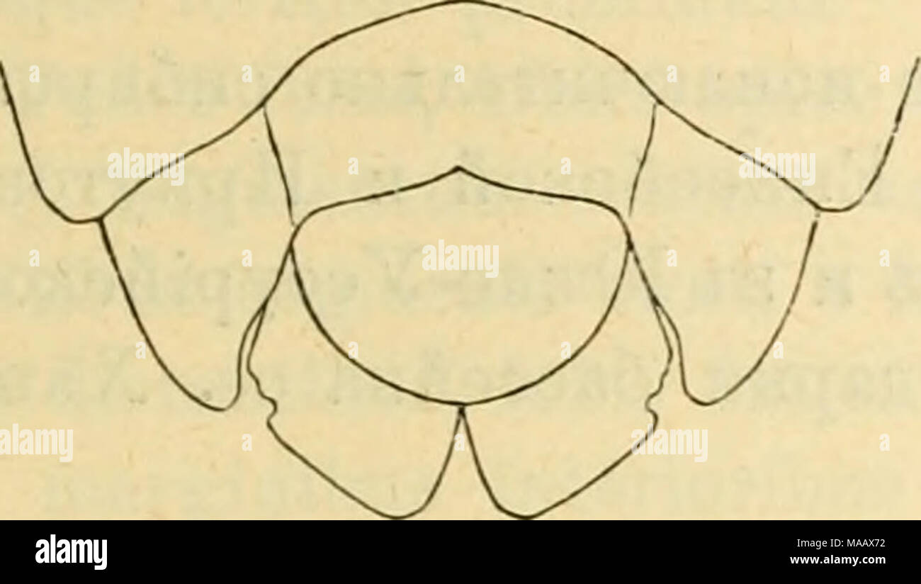 . Dysodiidae i Aradidae Stock Photo - Alamy