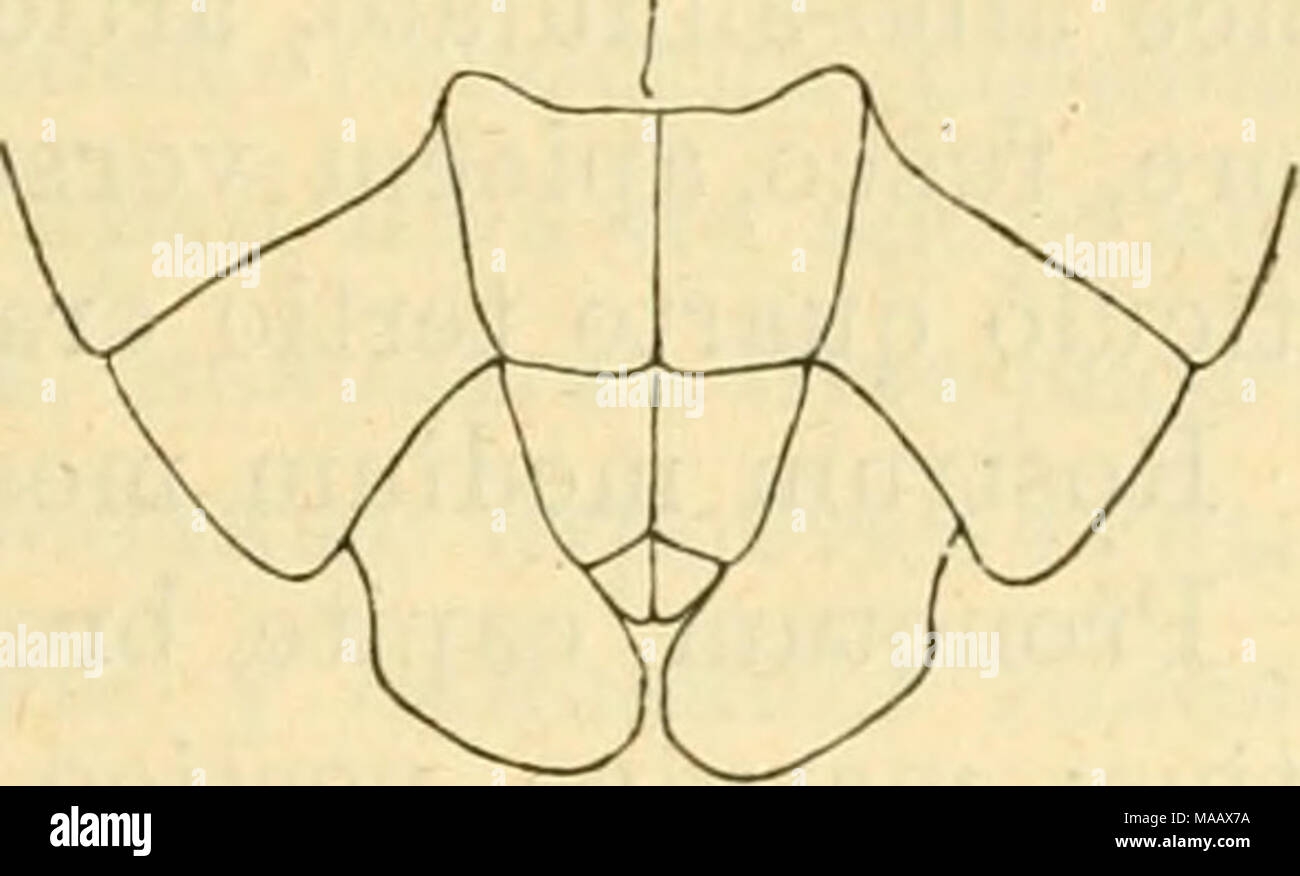 Aradidae hi-res stock photography and images - Alamy