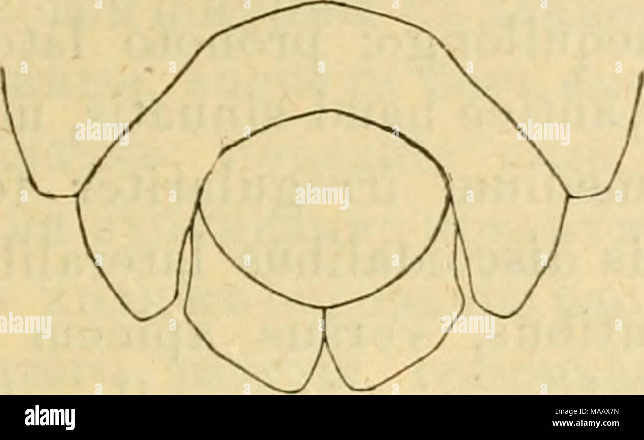 Dysodiidae hi-res stock photography and images - Alamy