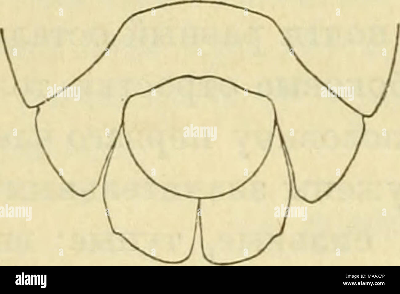 Aradidae hi-res stock photography and images - Alamy