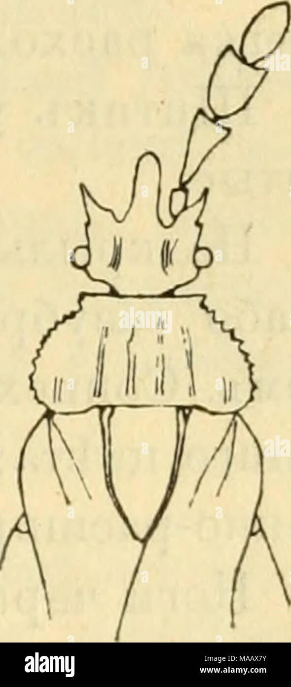 Dysodiidae hi-res stock photography and images - Alamy