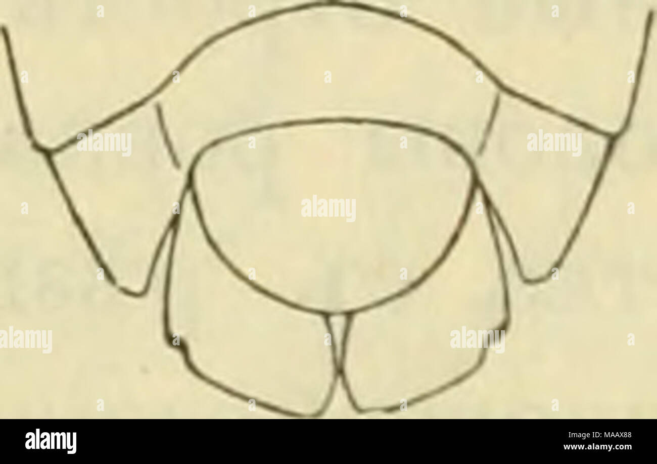 . Dysodiidae i Aradidae Stock Photo - Alamy