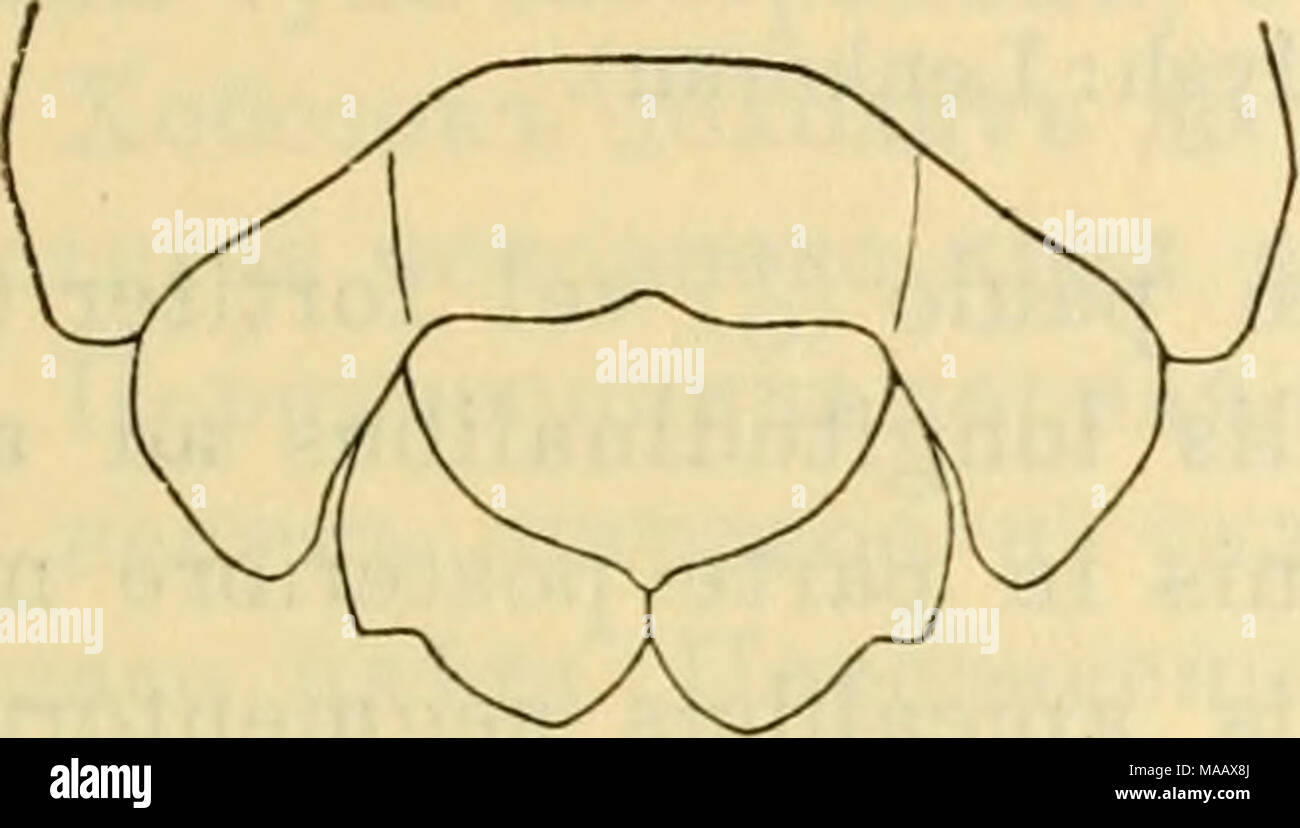 Aradidae hi-res stock photography and images - Alamy