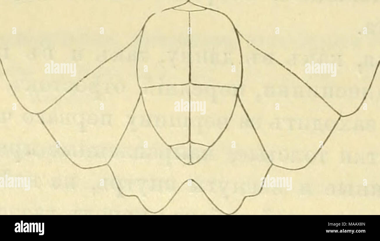 . Dysodiidae i Aradidae Stock Photo - Alamy