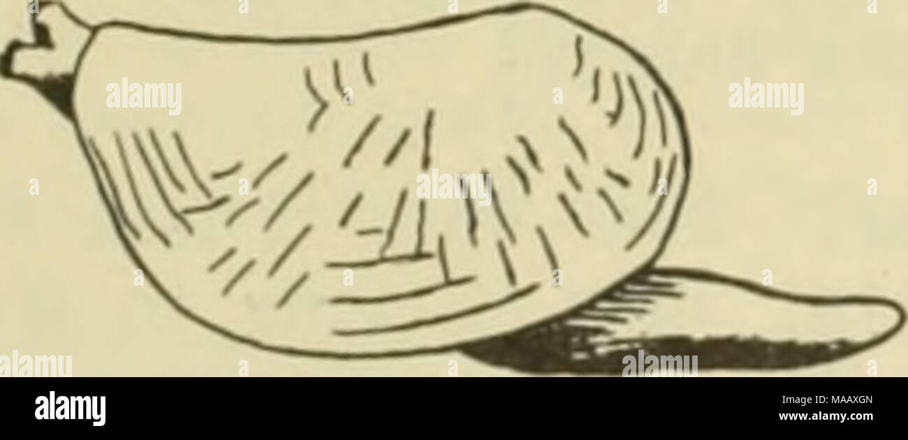 Arca shell hi-res stock photography and images - Alamy