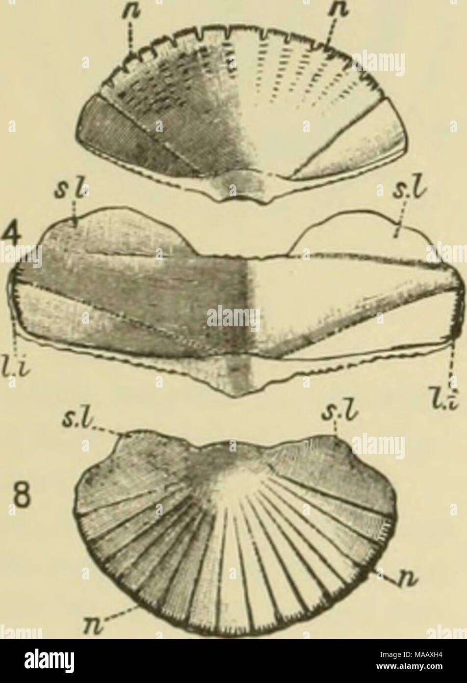 Chiton under hi-res stock photography and images - Alamy