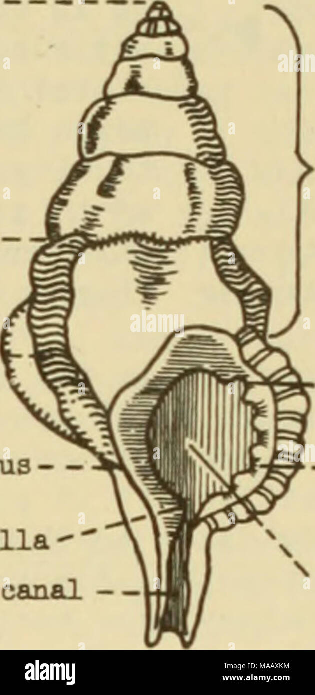 Lip disk hi-res stock photography and images - Alamy