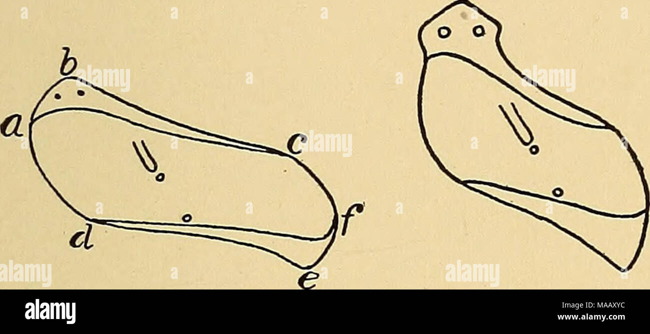 . The dynamics of living matter Stock Photo - Alamy