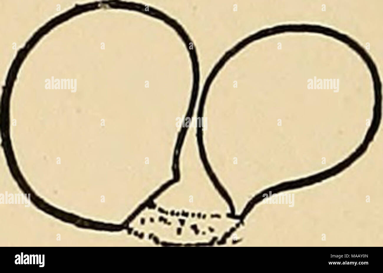 . The dynamics of living matter Stock Photo - Alamy