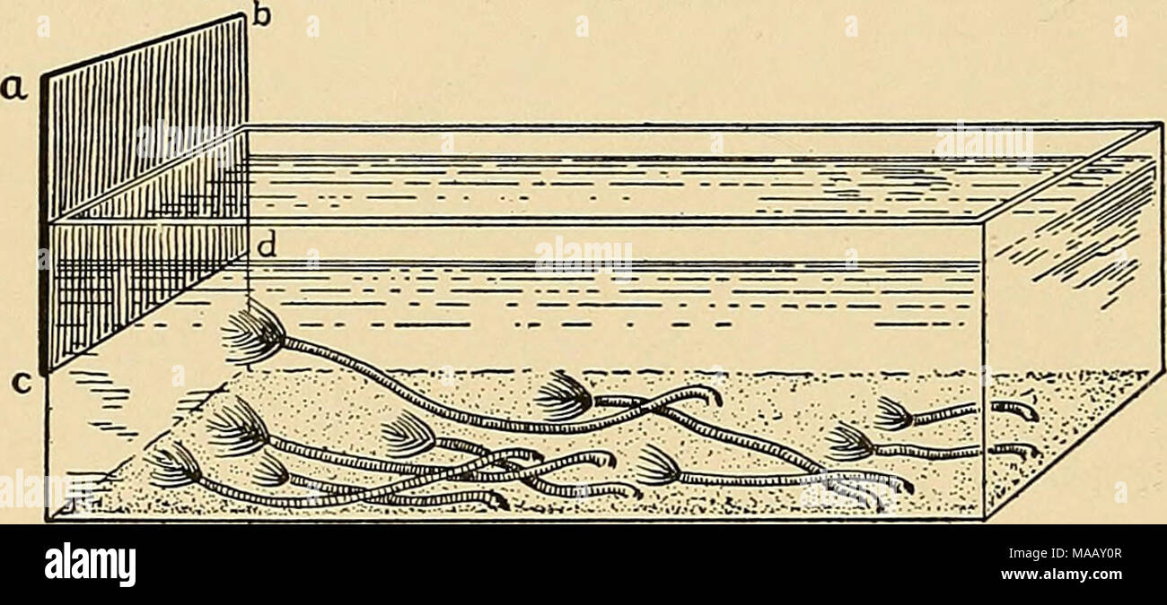 . The dynamics of living matter . Fig. 22.- Positive heliotropism of ...