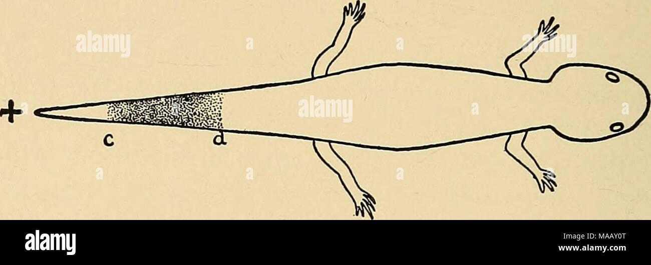 Secrete mucus hi-res stock photography and images - Alamy