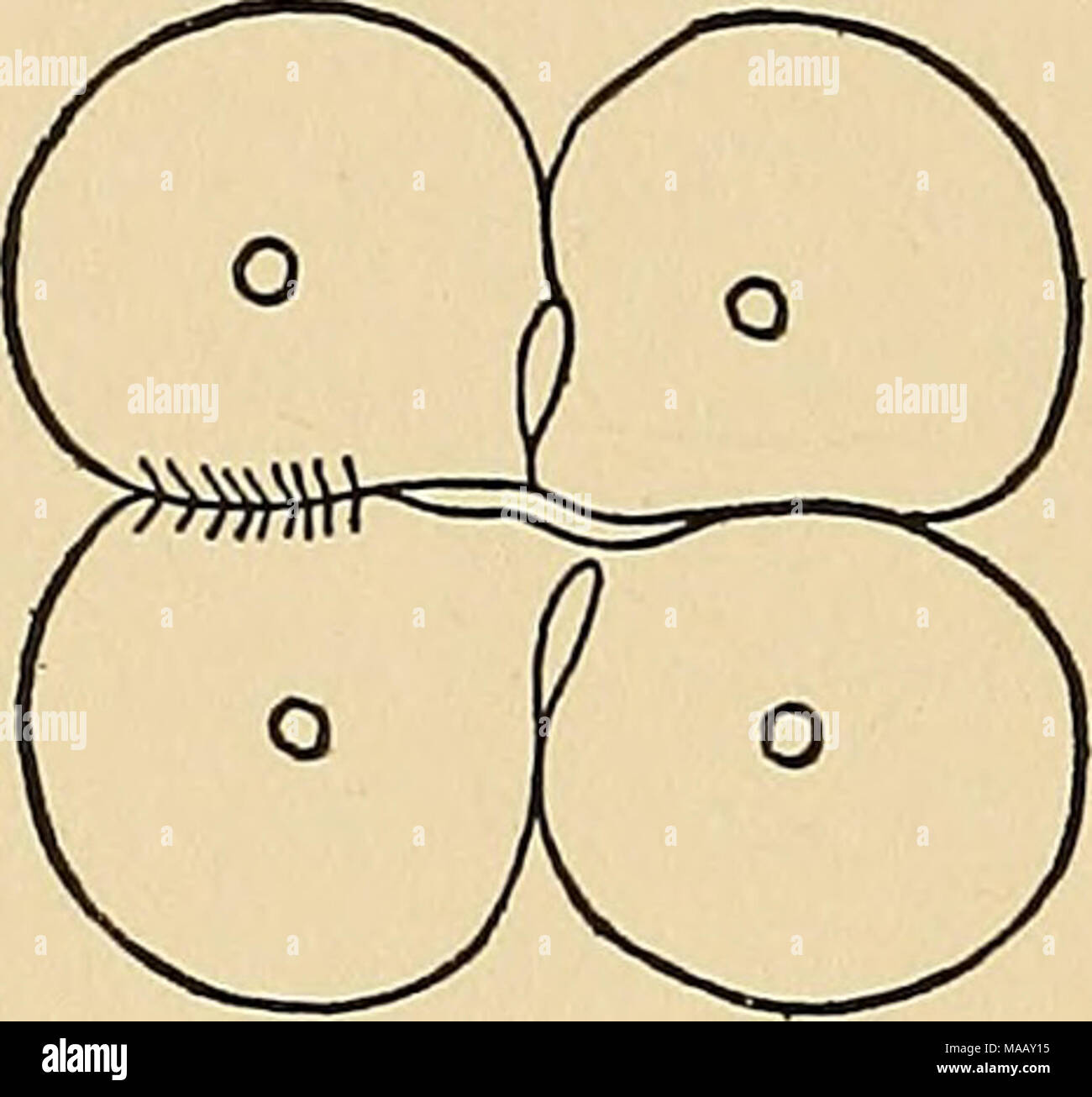 . The dynamics of living matter Stock Photo - Alamy