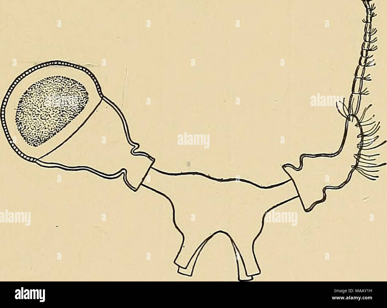 . The dynamics of living matter Stock Photo - Alamy