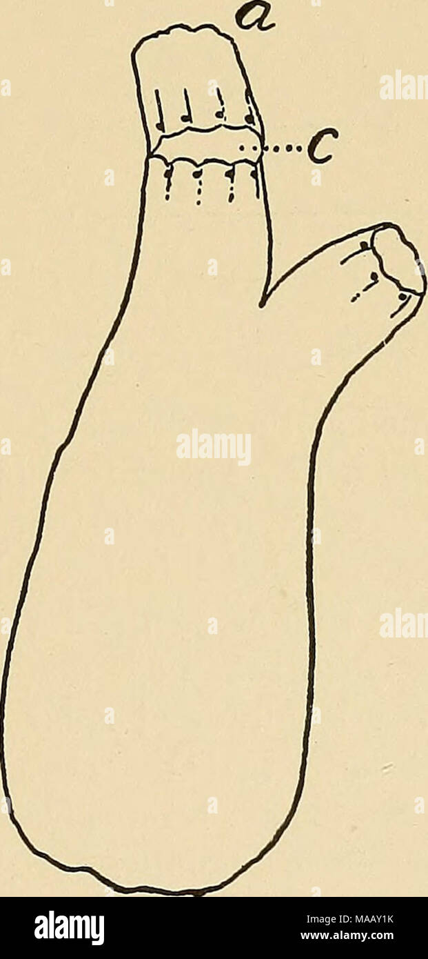 . The dynamics of living matter . Fig. 48. An incision was made at c ...