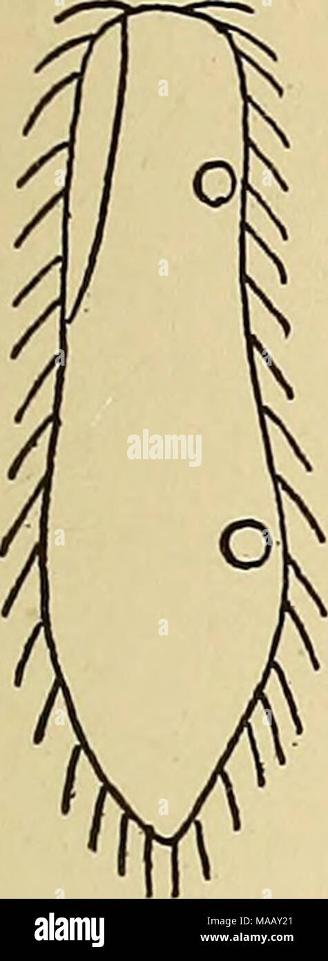 . The dynamics of living matter Stock Photo - Alamy