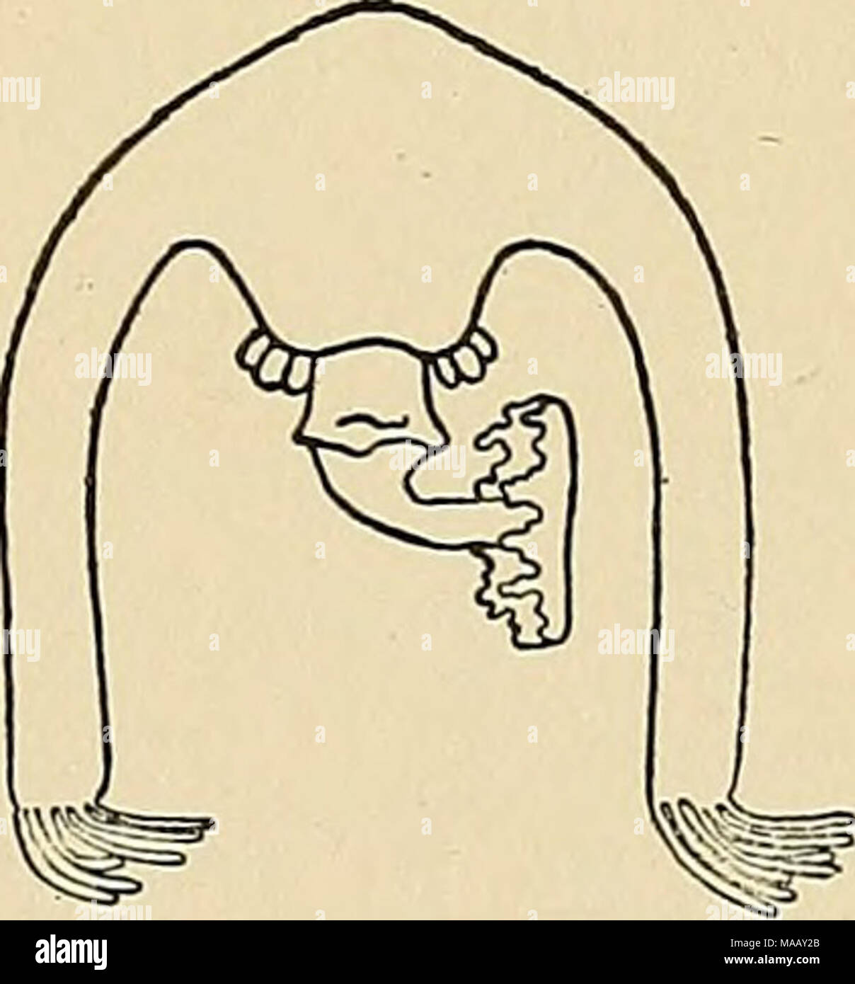 . The dynamics of living matter . Fig. 28.—After Bancroft Stock Photo - Alamy