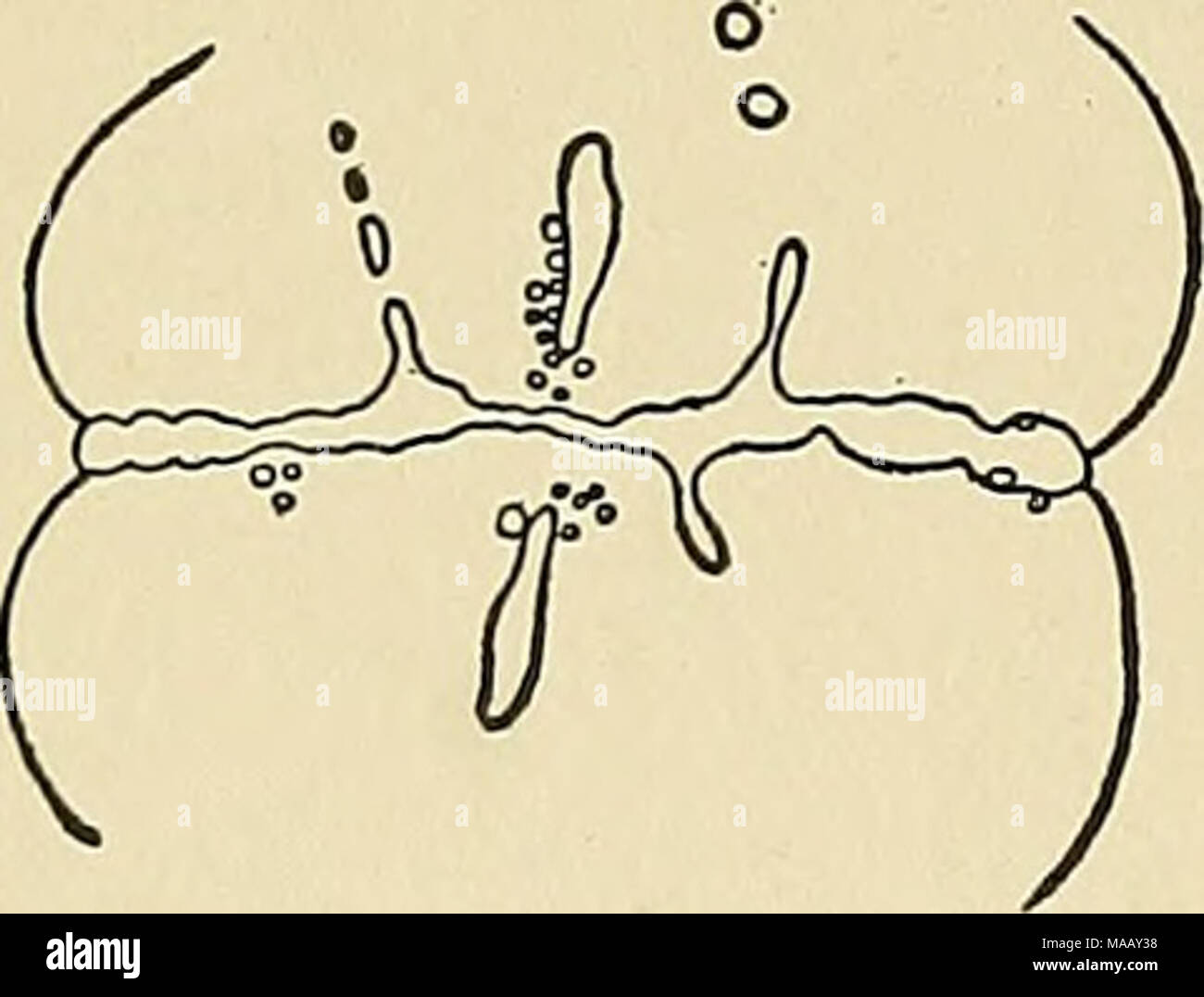 . The dynamics of living matter Stock Photo - Alamy