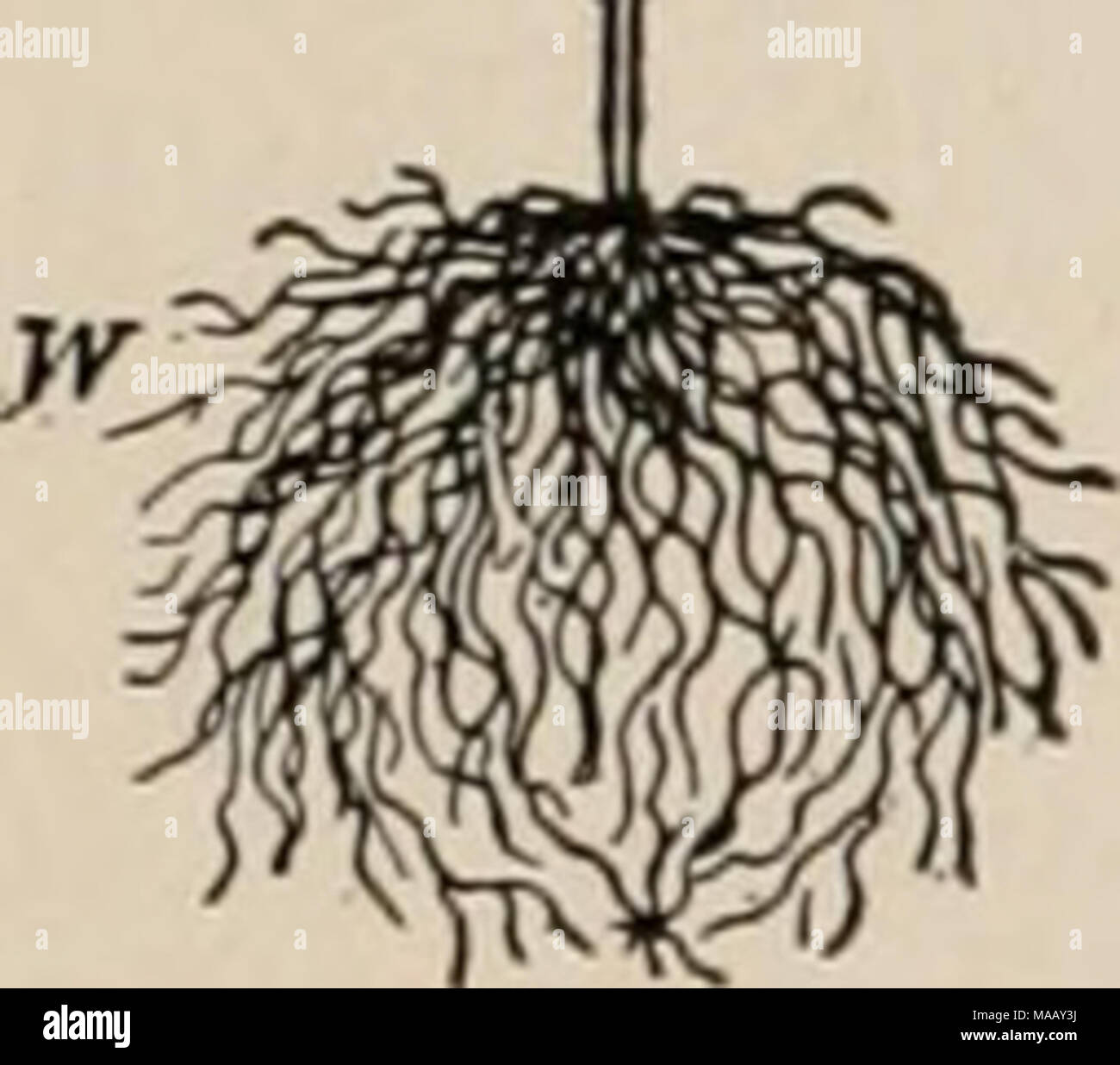 . The dynamics of living matter . FIG. 60 Stock Photo - Alamy