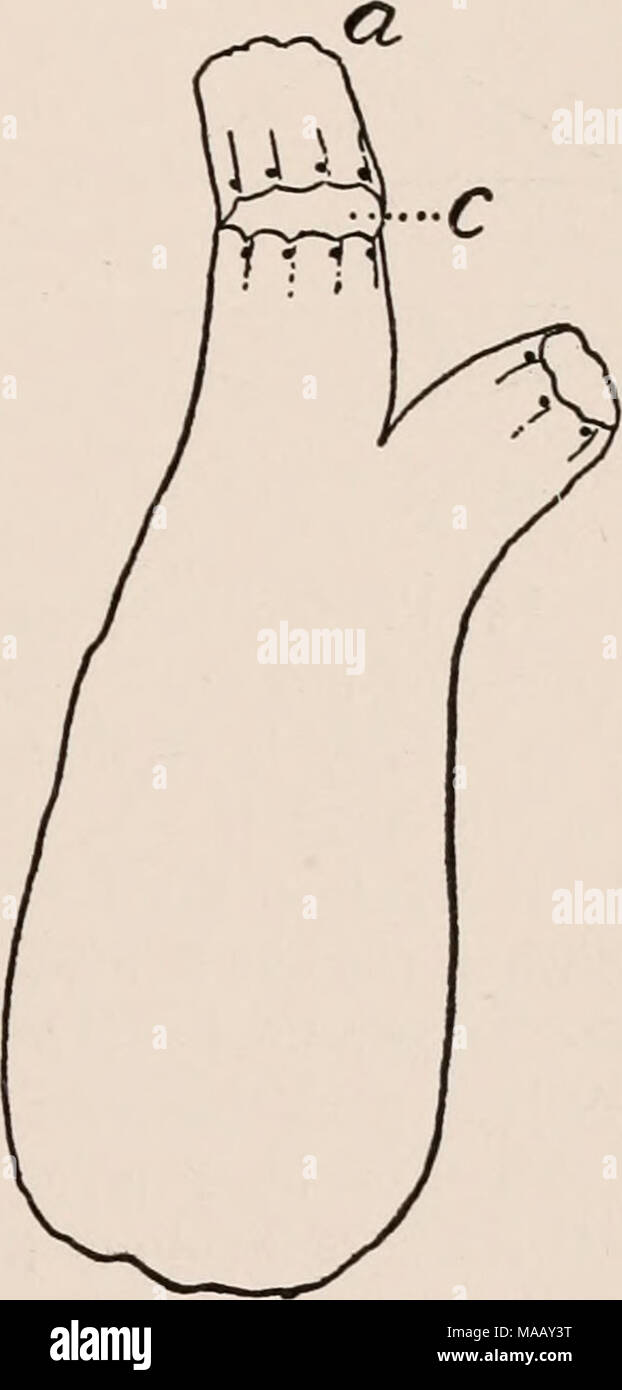 . The dynamics of living matter . FIG. 48. An incision was made at c ...