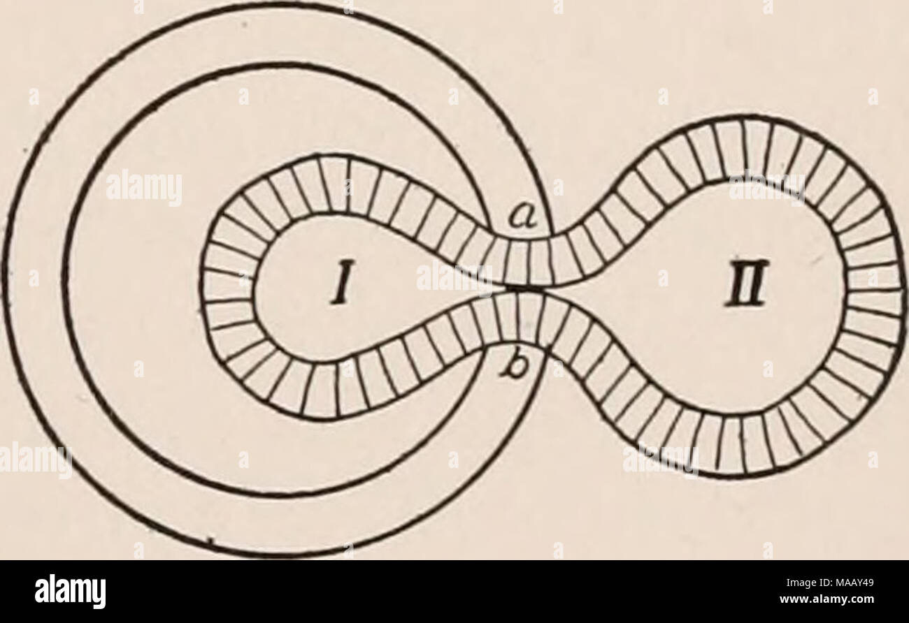 . The dynamics of living matter . FIG. 37 Stock Photo - Alamy