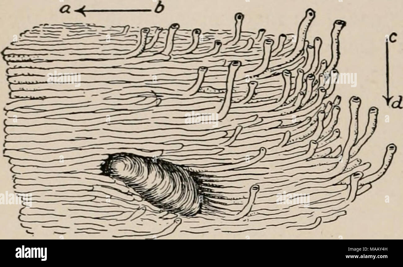 . The dynamics of living matter . FlG. 24. — Positive heliotropism of ...