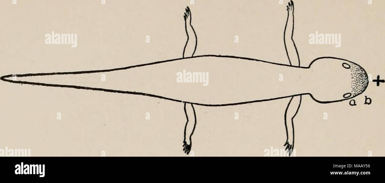 . The dynamics of living matter Stock Photo - Alamy