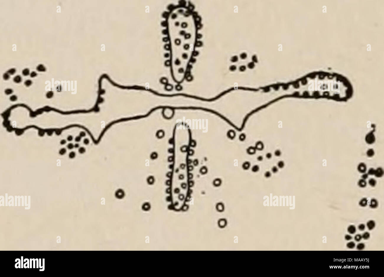 . The dynamics of living matter Stock Photo - Alamy