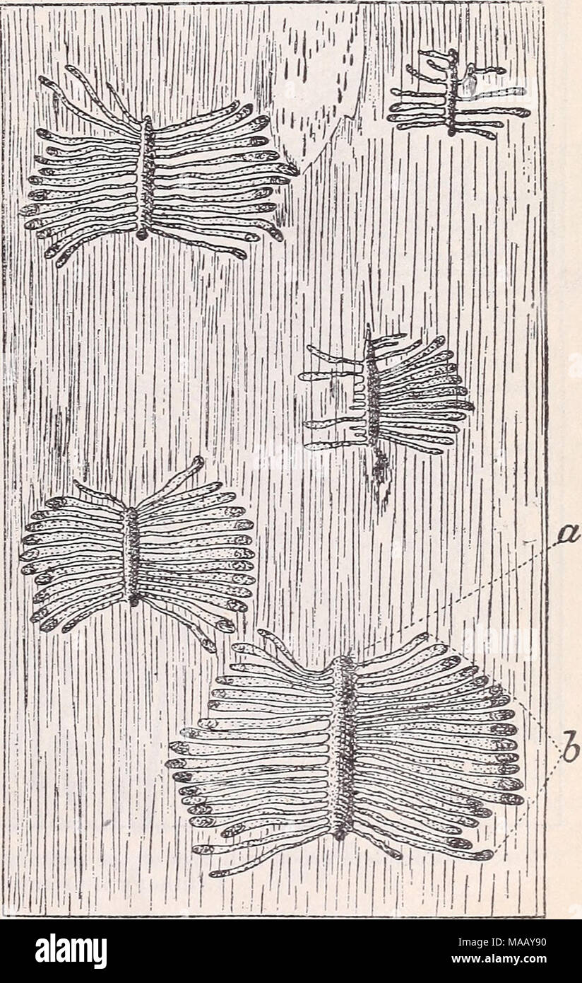 . The dying hickory trees : Cause and remedy . Fig. 1.—Work of the ...