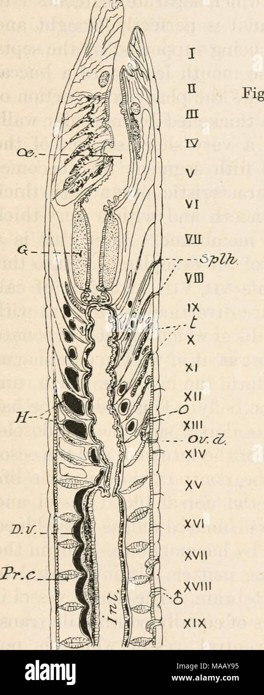 Earthworm Longitudinal Section Earthworm_NS