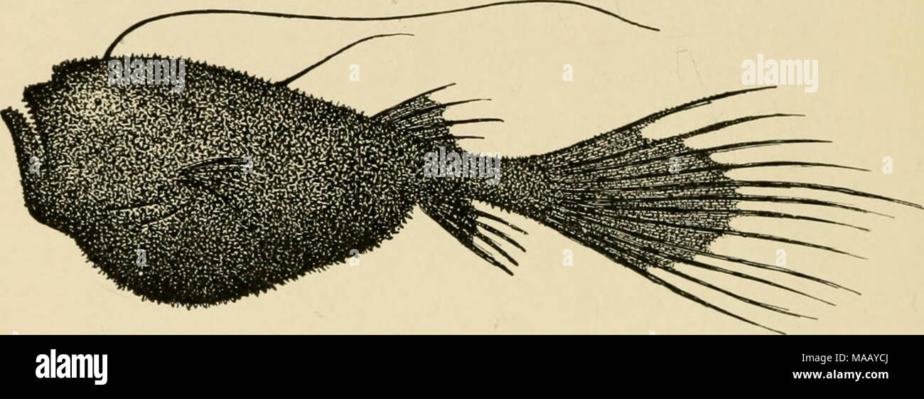 Phosphorescent sea hi-res stock photography and images - Alamy