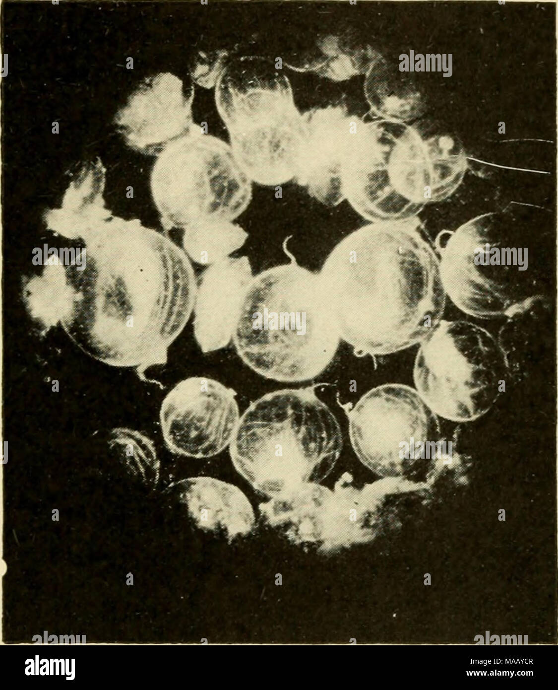 Constric hi-res stock photography and images - Alamy