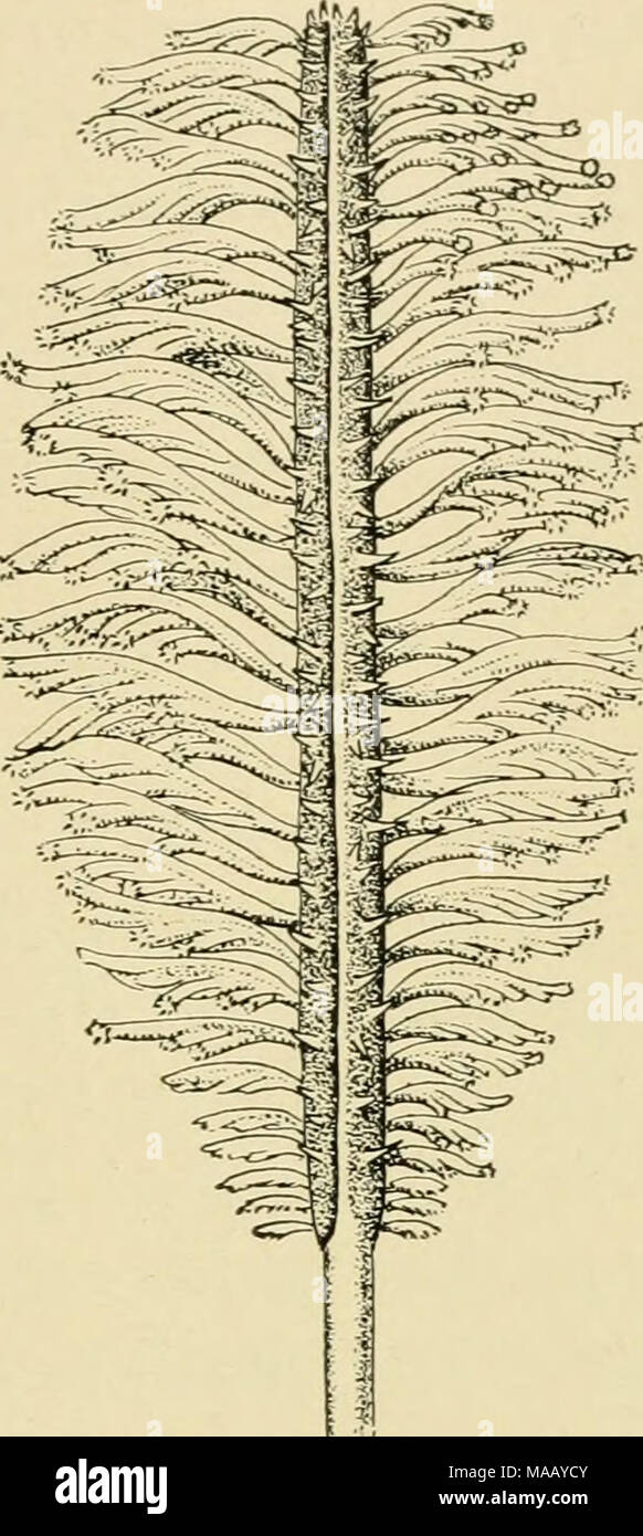 . Dwellers of the sea and shore . pennatula; a sea pen. to expand five ...