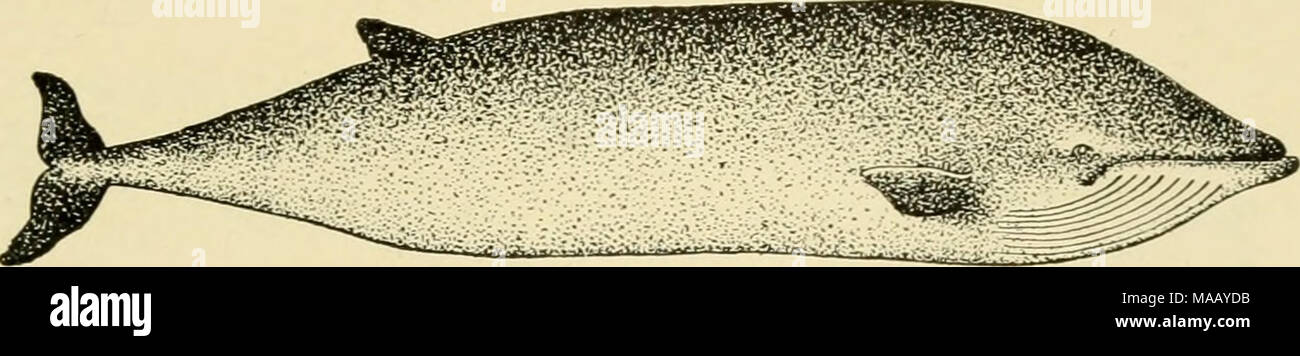 . Dwellers of the sea and shore . RORQUAL. The rorquals and humpbacked ...