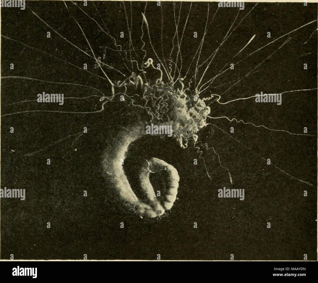 . Dwellers of the sea and shore . POLYCIRRUS; THE BLOOD WORM. over and ...