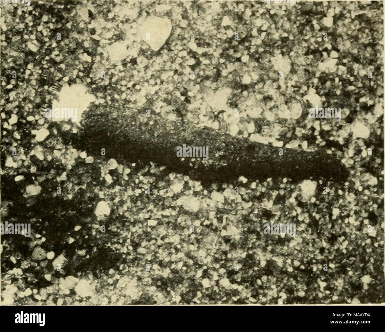 . Dwellers of the sea and shore . THE MASON WORM. methods of the tube ...