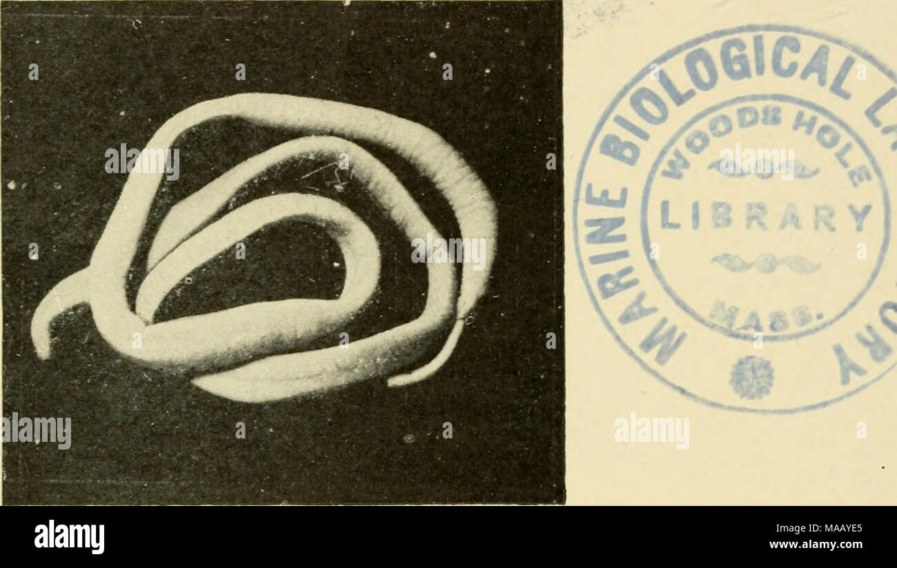 . Dwellers of the sea and shore . meckelia; the ribbon worm, with ...