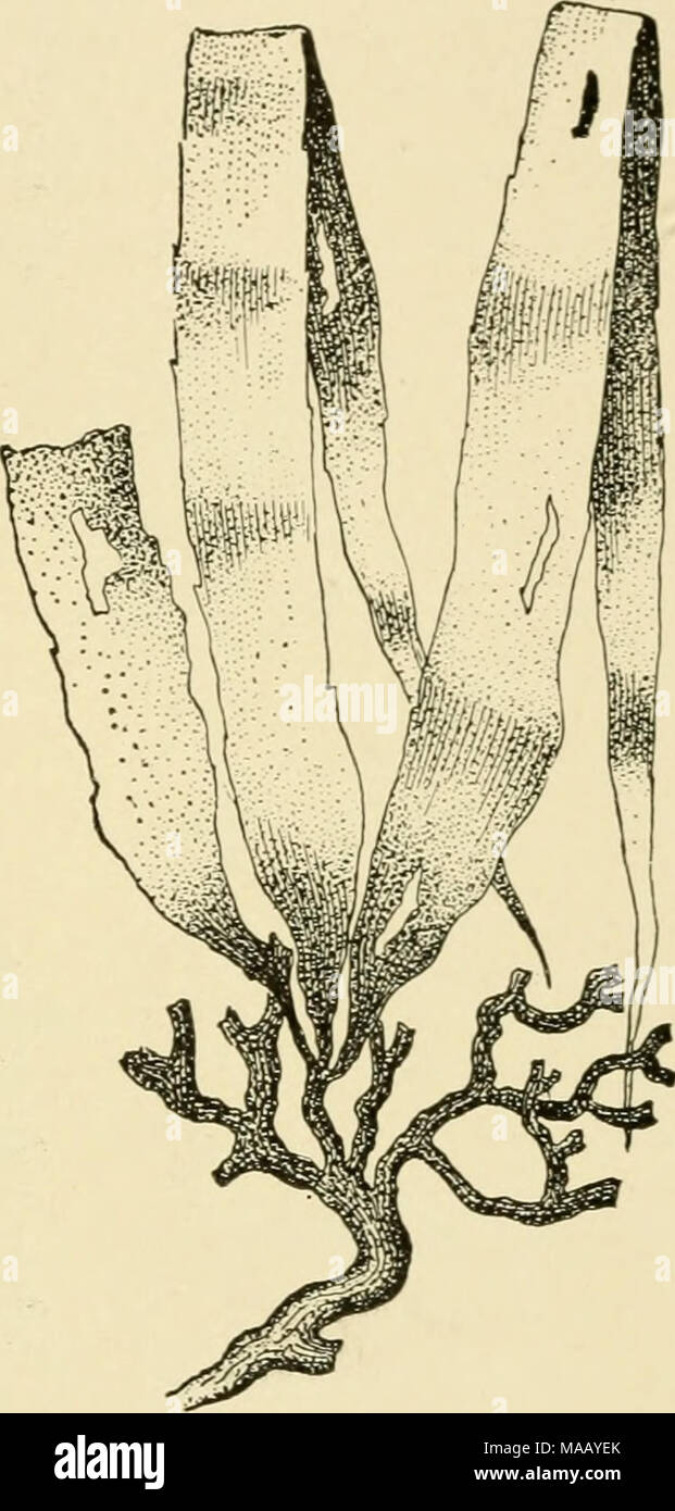 . Dwellers of the sea and shore . sargassum; the gulfweed. lessonia; a ...