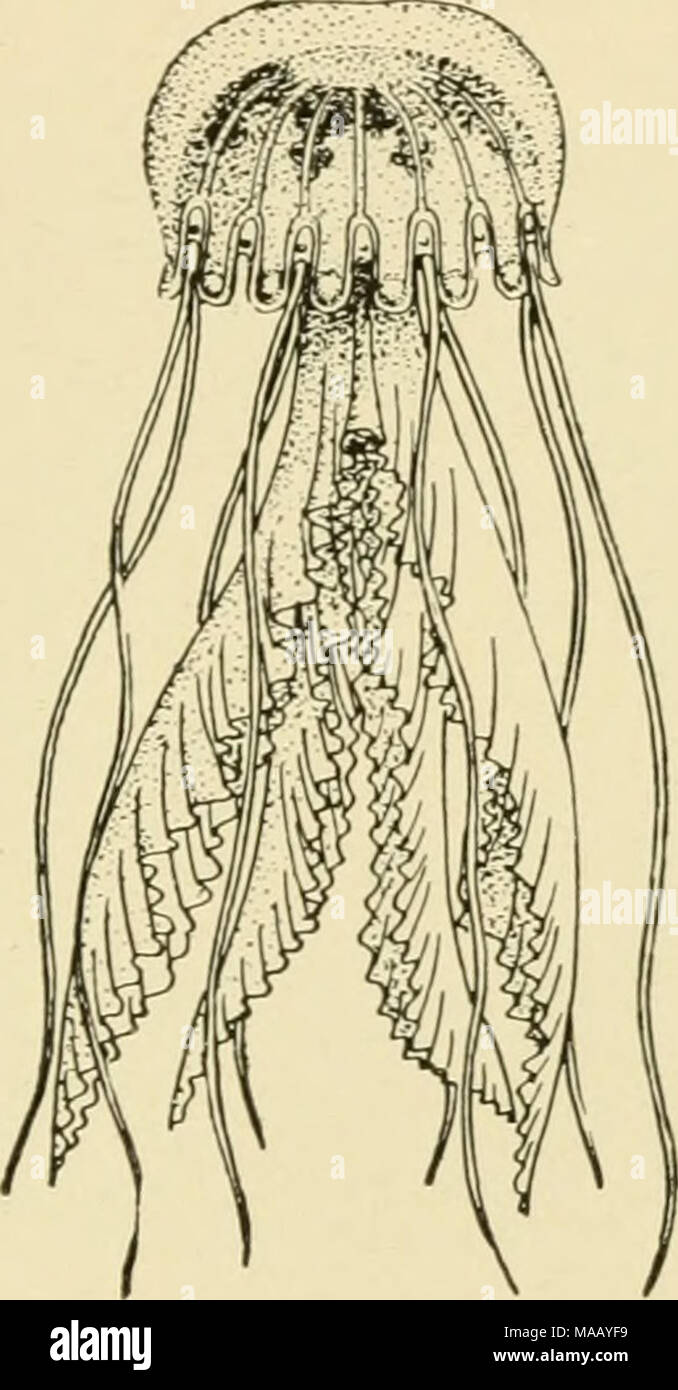 . Dwellers of the sea and shore . pelagia; a jellyfish. outlines and ...