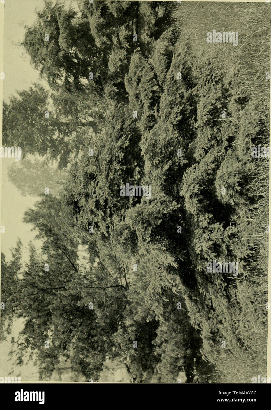 . Dwarf and slow-growing conifers Stock Photo - Alamy