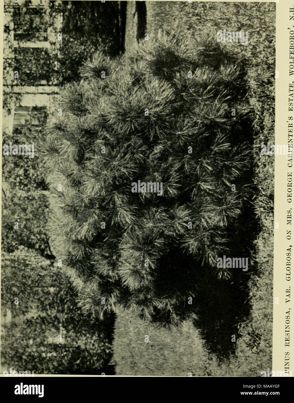 . Dwarf and slow-growing conifers Stock Photo - Alamy